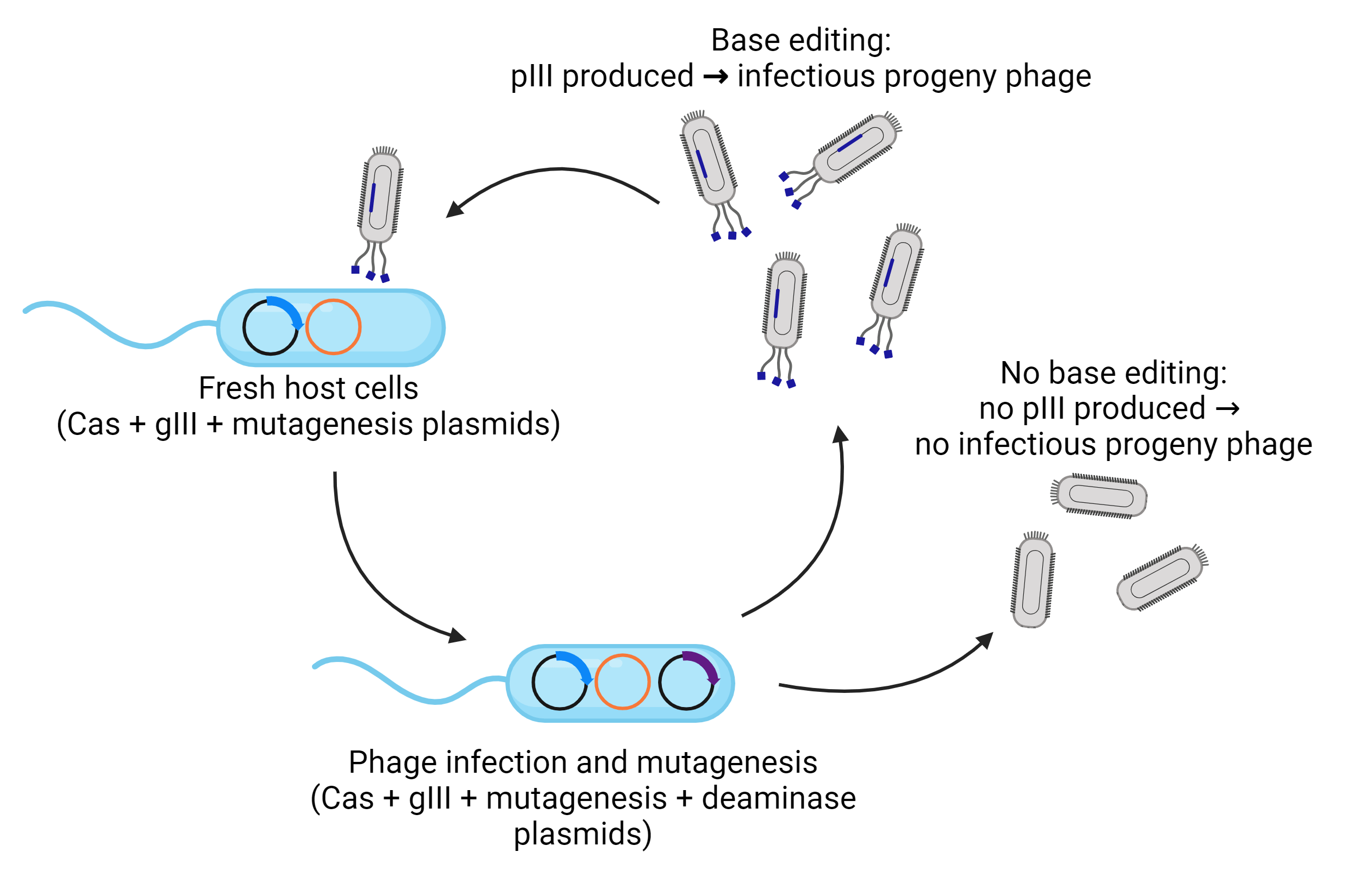 Expanding the Targeting Scope and Editing Efficiency of Adenine Base Editors